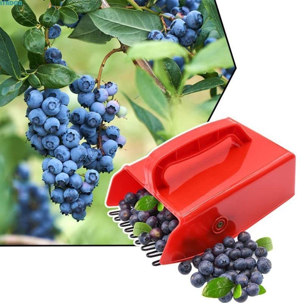 Lyndon Blueberry Picker Picking Scoop Berry Pickers Portable