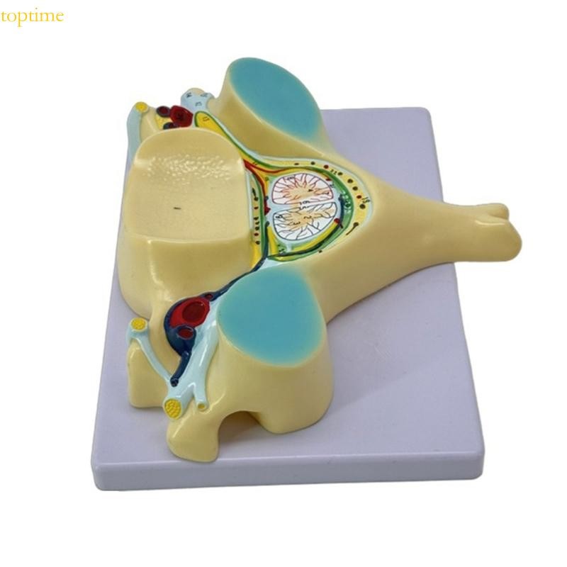 Top Enlarged Fifth Cervical Spine Model Medicals Model Humans Bone ...