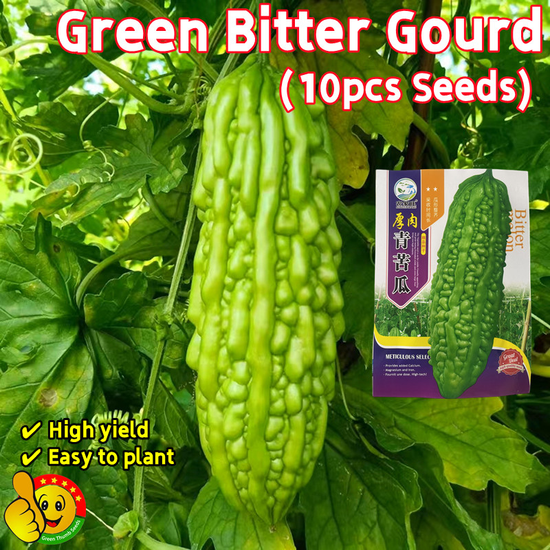 10pcs Green Long Bitter Gourd Seeds for Sale Green Balsam Pear Seeds ...