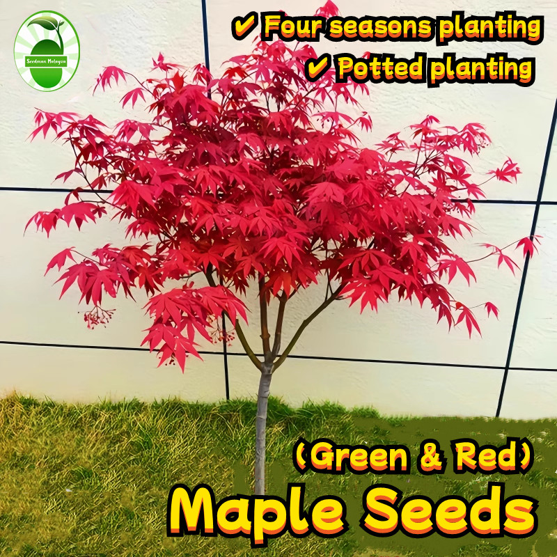 45pcs American Red Maple Seeds for Planting Four Seasons Maple Tree ...