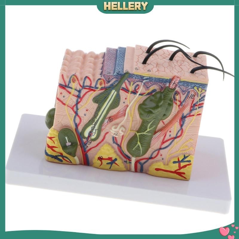 [HelleryPH] Magnification 35X Human Skin Epidermis Dermal Skin ...