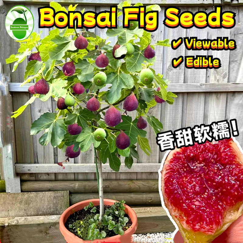 Sweet Dwarf Fig Fruit Seeds for Sale (200 pcs/pack) Tropical Ficus ...