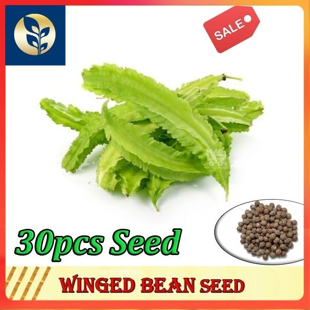 Winged Bean Seeds | Sigarilyas Seeds | Vegetable Seeds | Golden Agri ...