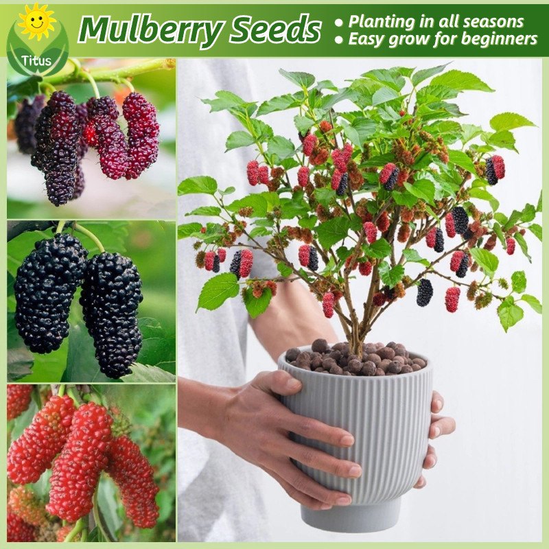 100% Legit Fresh Mulberry Seeds for Planting Gardening 150pcs Mulberry ...