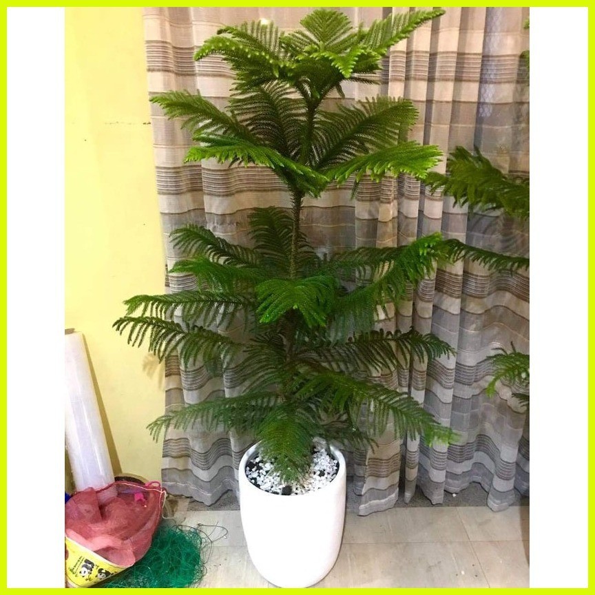 ♞LIVE!!! 4FT PINE TREE WITH POT - ACTUAL PHOTOS PROVIDED (Read ...