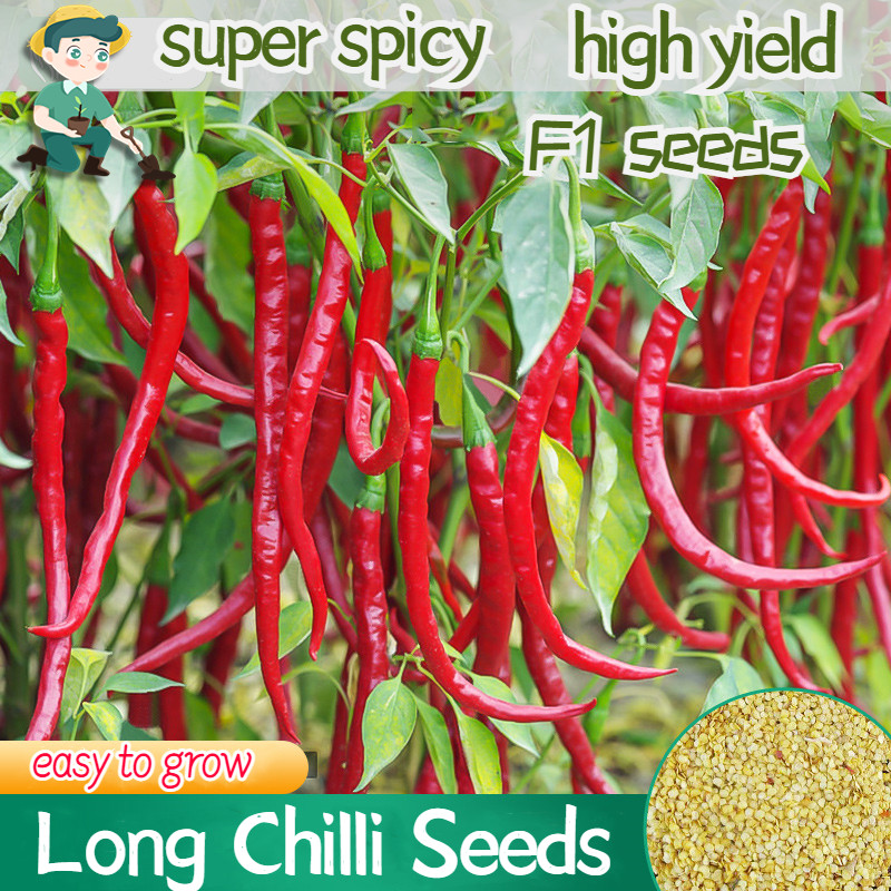 High Yield Long Chilli Seeds for Planting Vegetable Plants 50pcs per ...