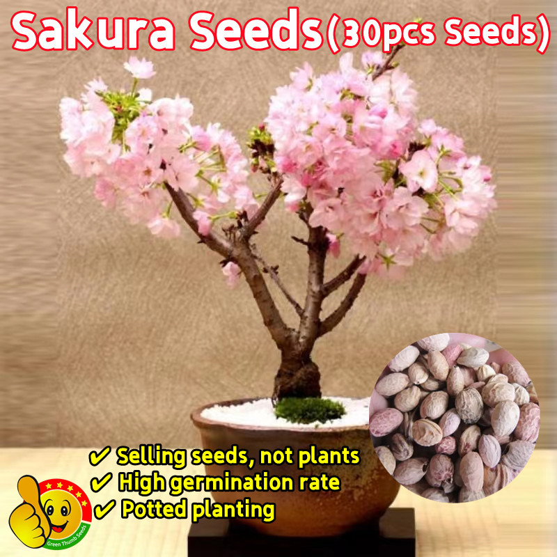 30pcs Sakura Seeds for Sale Dwarf Sakura Blossom Tree Seeds Sakura ...