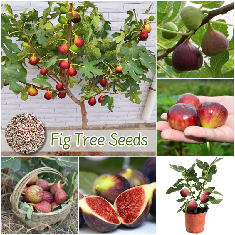 100% Original Seed Bonsai Fig Tree Seeds for Planting Fruit Plants 150 ...