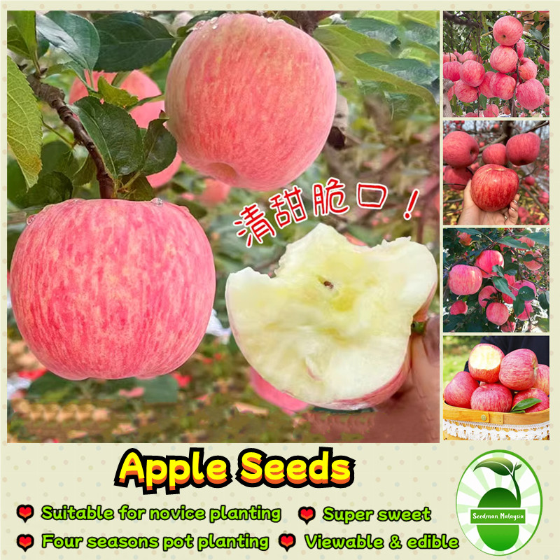50pcs Dwarf Apple Tree Seeds for Sale Sweet Apple Seeds for Planting ...