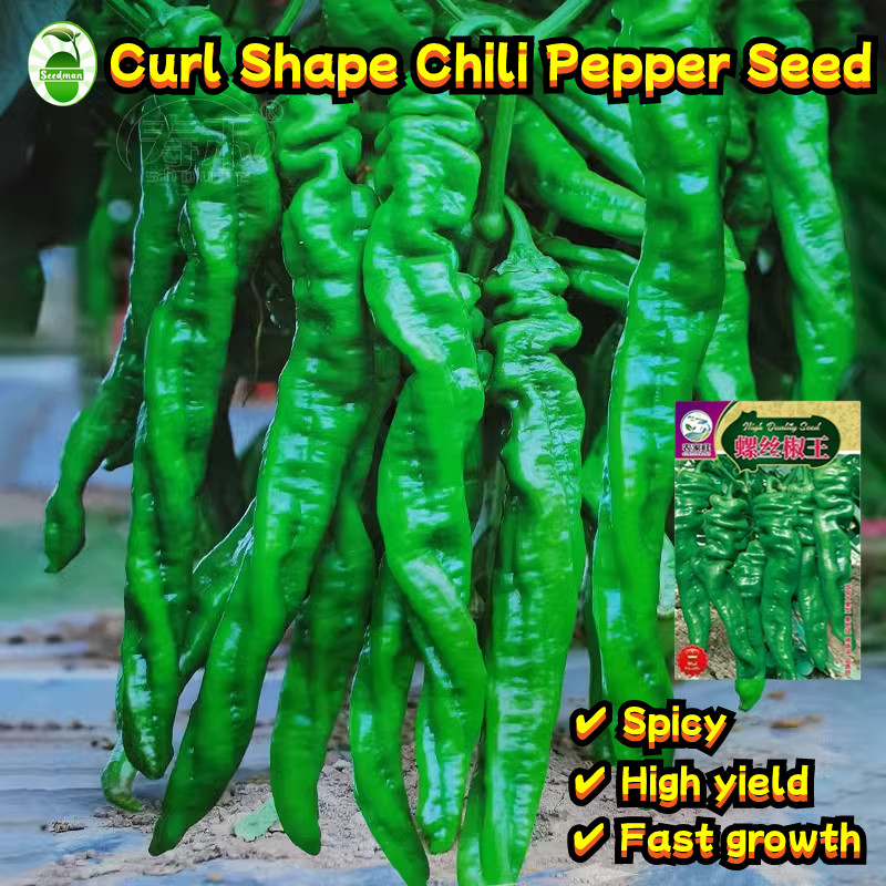 300 pcs High Yield Spicy Curl Shape Chili Pepper Seeds Screw Pepper ...