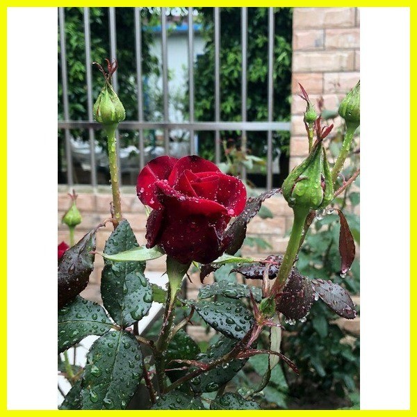 Ready Stock 100% Original Red Rose Seeds(150 Seeds)Real Potted Live ...