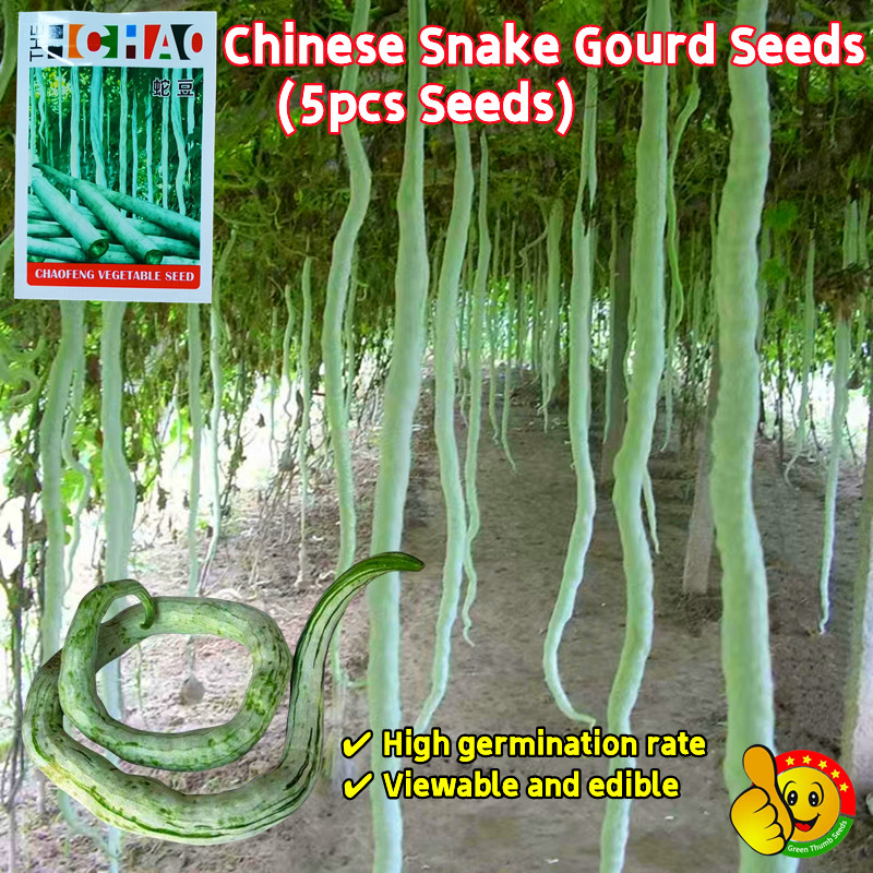 15pcs Rare Chinese Snake Gourd Seeds for Planting Vegetables Python ...