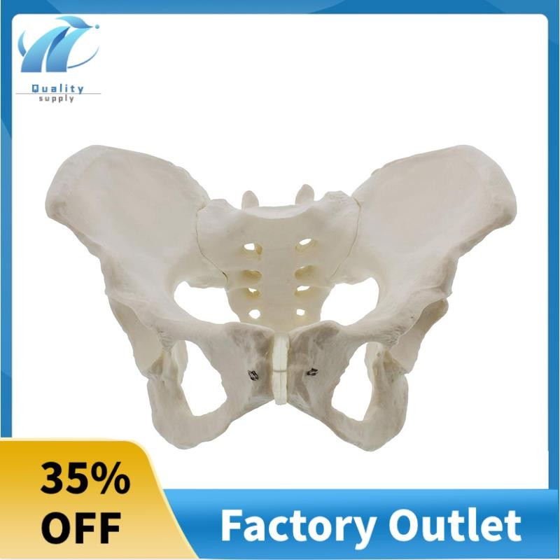 Superb Life Size Female Pelvis Model, Hip Model - Female Anatomy Model ...