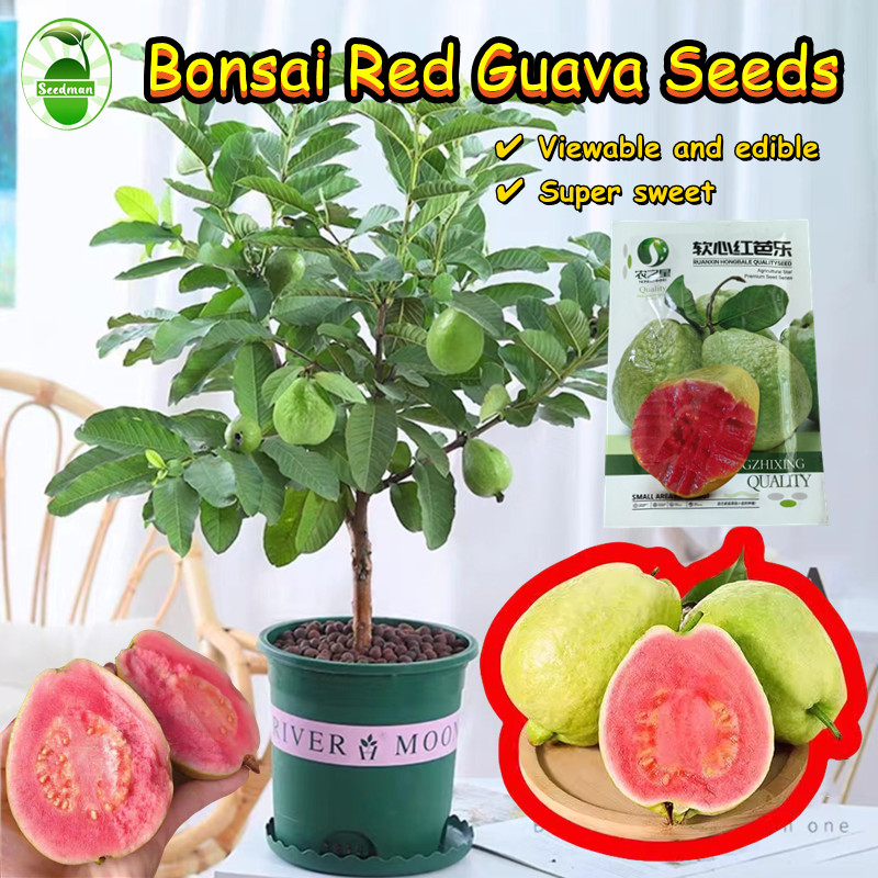 Red Guava Fruit Seeds for Planting (50 pcs/pack) Fast Growing Bonsai ...