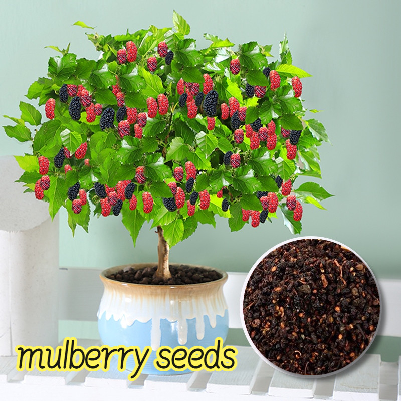 Fresh Mulberry Seeds for Planting 150 Seeds Rare Mulberry Bonsai Tree ...