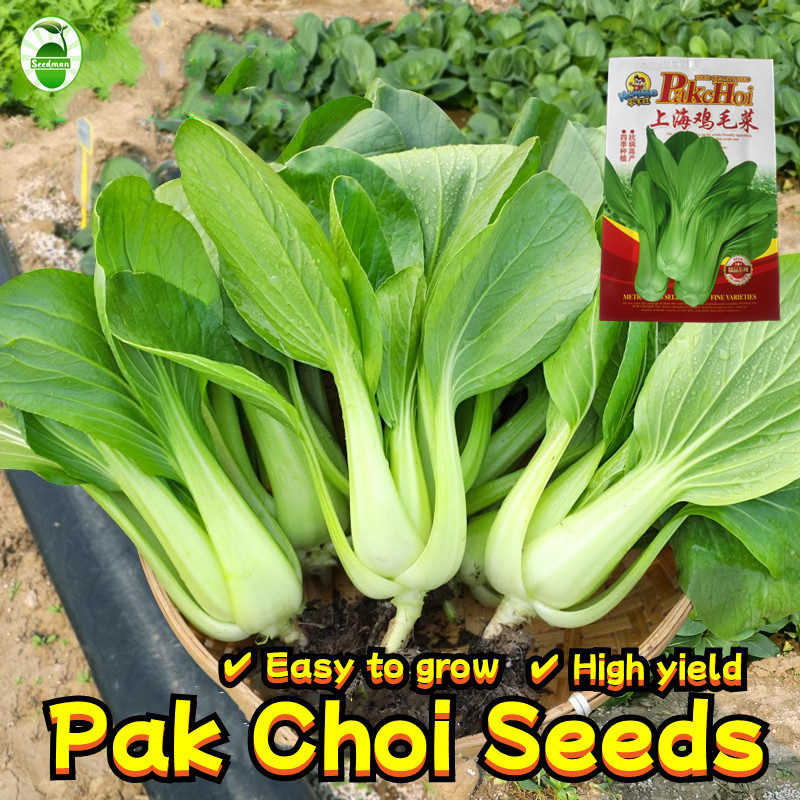 500pcs High Yield Pak Choi Seed Green Stem Pakchoi Seed Chinese Pechay ...