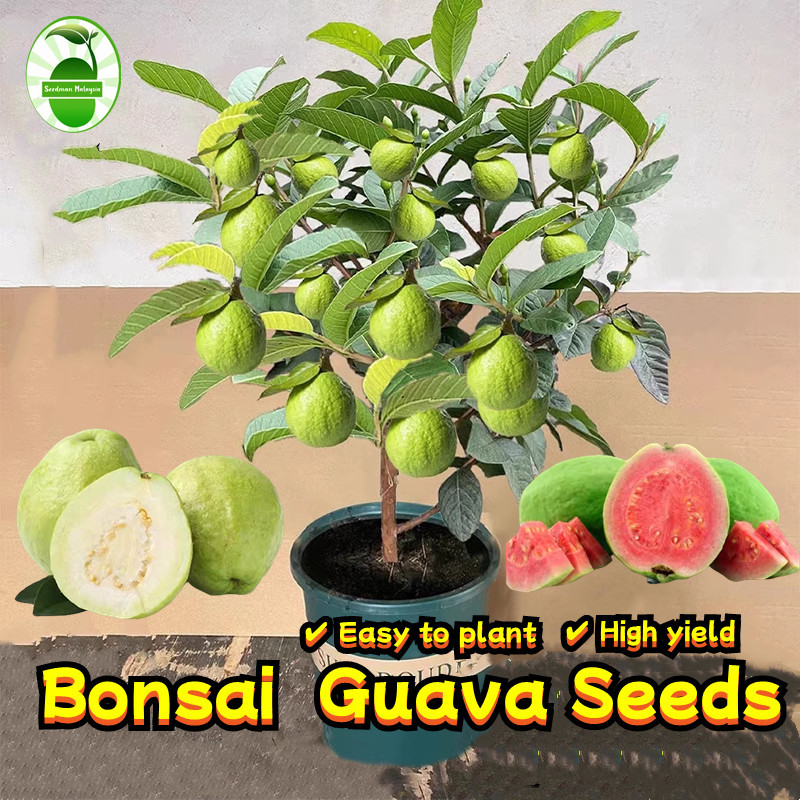 80pcs Sweet Guava Seeds for Planting Guava Tree Seeds Indoor Outdoor ...