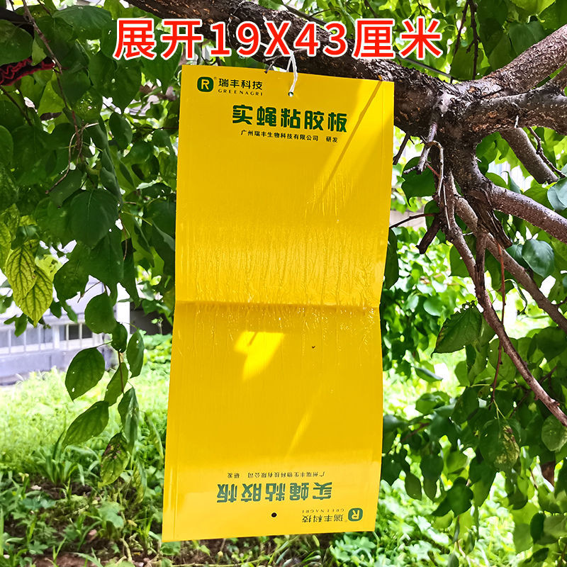 More Melon Fruit Fly Viscose Board Fruit Fly Sticker Needle Bee Sticky ...