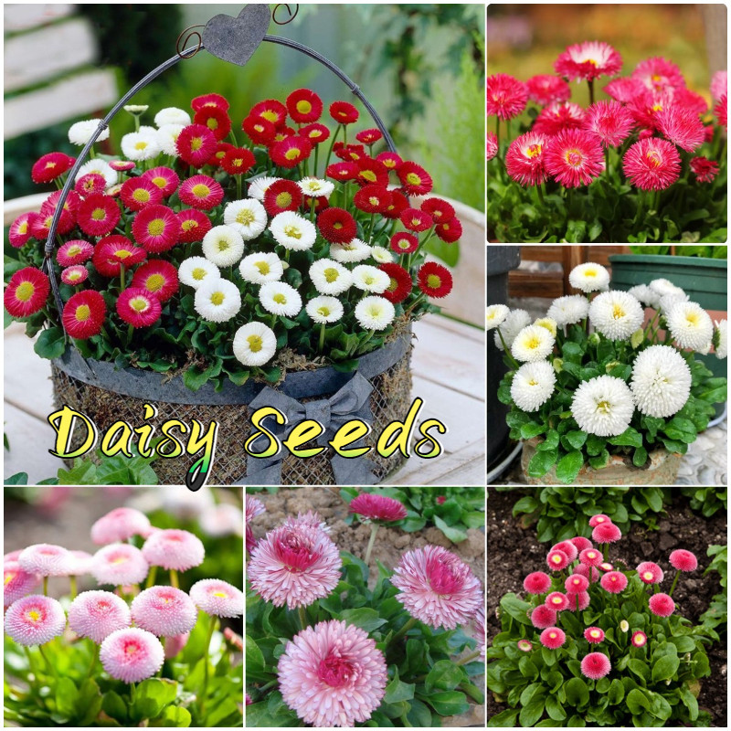 100% Original Seeds Daisy Seeds for Planting Mixed Color 200 Seeds ...