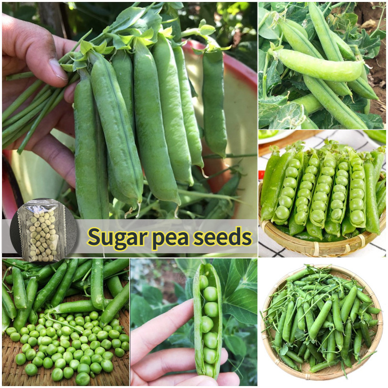 [100% Original Seed] Sweet Pea Seeds Vegetables Seeds for Planting ...