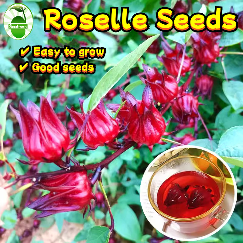 80pcs Edible Roselle Ribena Seeds Roselle Flower Seeds for Planting ...