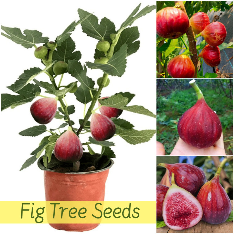 100% Original Seed 150pcs Rare Fig Tree Seeds Tropical Ficus Carica ...