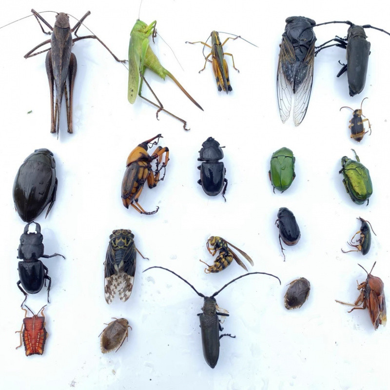 Wet Beetle Scarab Insect Specimens Unfixed Postures Biological Teaching ...