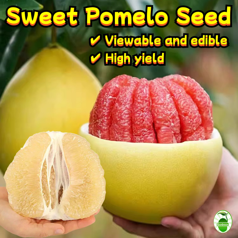 25pcs Dwarf Red Pomelo Seeds for Sale Sweet Pomelo Fruit Seeds for ...