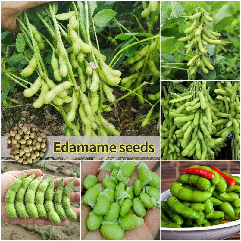 Edamame Seeds for Planting 30 Seeds Japanese Edamame Beans Seeds Green ...