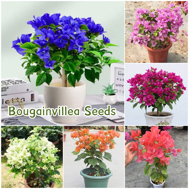 Fast Germination Fresh Bougainvillea Seeds for Planting Flowers Bonsai ...