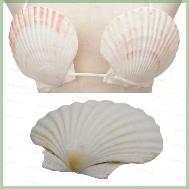 As Bulk White Scallops Shells for Painting Baking Ocean Themed Party ...