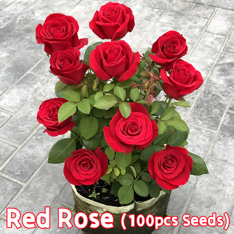 100pcs Red Rose Flower Seeds Garden Decor Red Rose Seeds for Planting ...