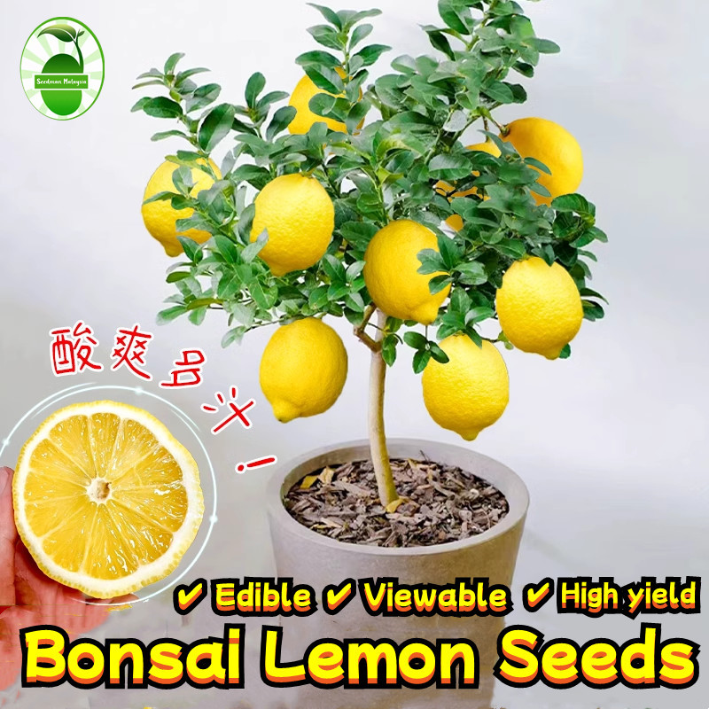 20 pcs Dwarf Lemon Fruit Seeds Lemon Tree Seeds Fresh Lemon Seeds for Planting Edible Bonsai ...