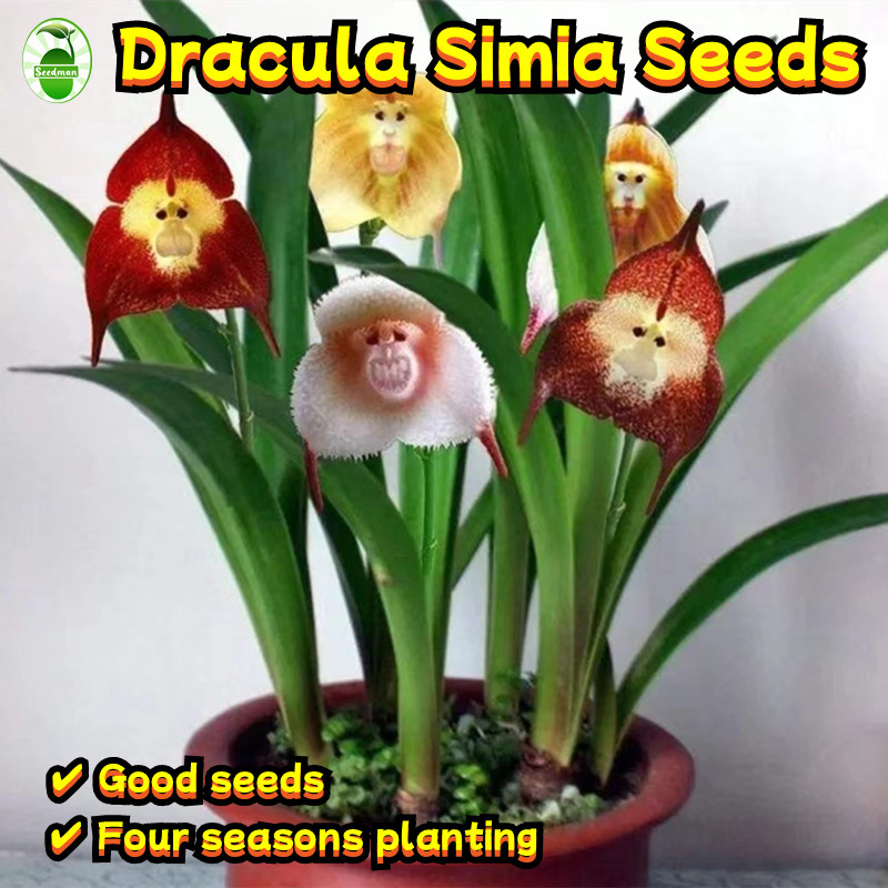 20pcs Mixed Colors Dracula Simia Flower Seed Rare Monkey Face Orchid ...