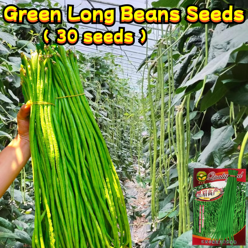 30pcs Fresh Green Long Beans Seeds for Planting Sitaw Beans Seeds for ...