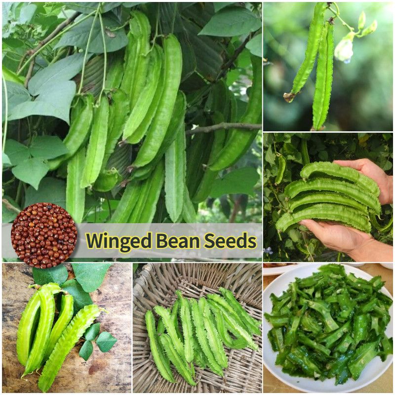 Organic Winged Beans Seeds Sigarilyas Vegetable 20 Seeds Bonsai Seeds ...