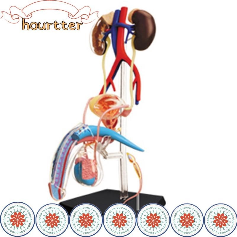 Medical Torso Human Body Model Education Male Reproductive System Model ...