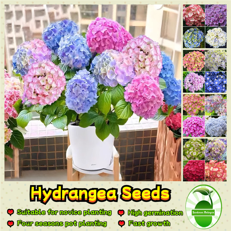 45pcs Assorted Hydrangea Flower Seeds Bonsai Hydrangea Seeds for ...