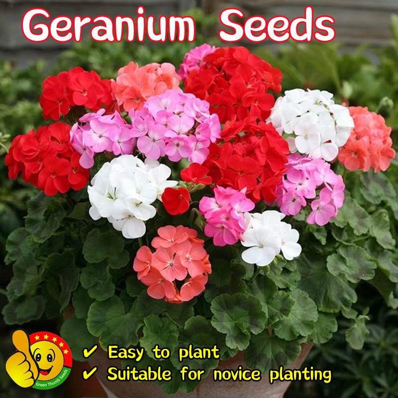 100pcs Mixed Colors Geranium Seeds for Planting Flowers Geranium Flower ...