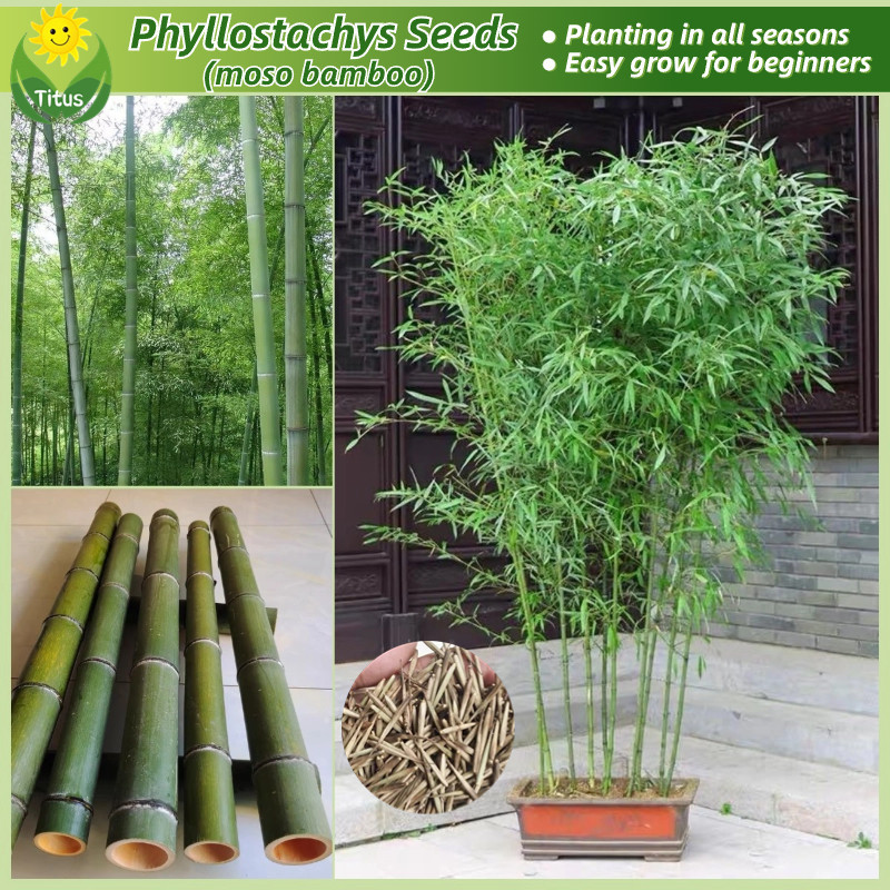 Fresh Moso Bamboo Seeds Phyllostachys Plant Seed for Planting Gardening ...