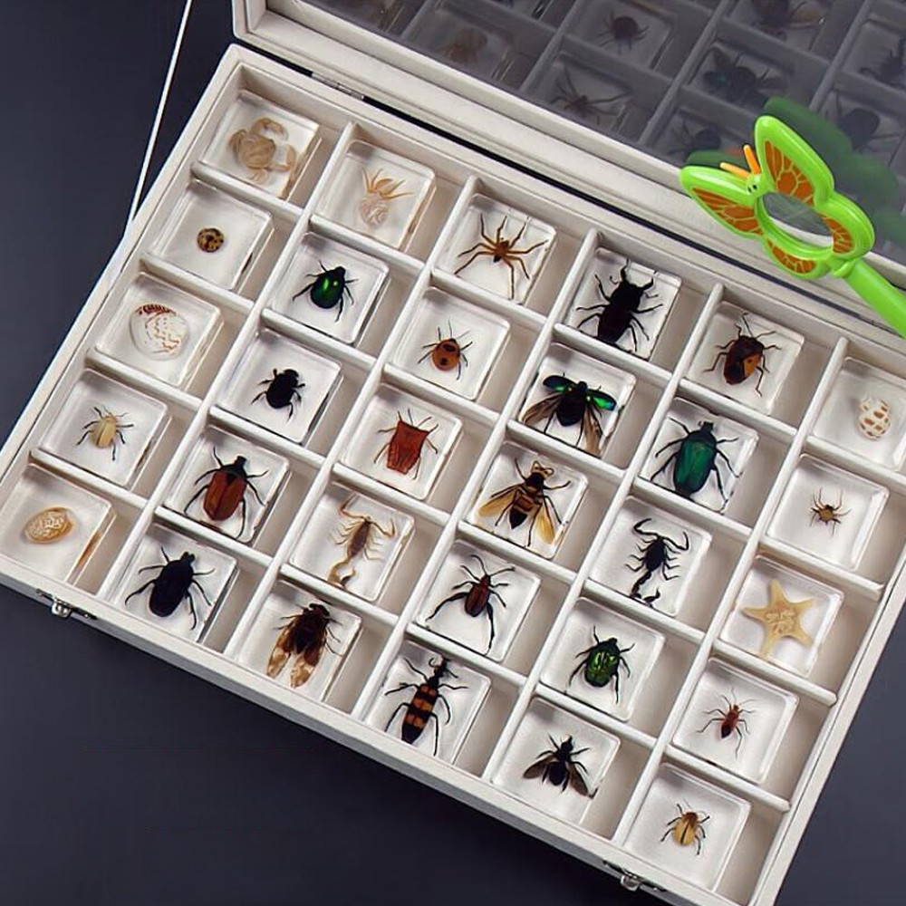 Natural Insect Specimen Resin Animal Specimen Kindergarten Teaching ...