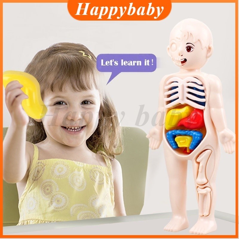 3D Puzzle Human Anatomy Model for Kids / Educational Learning Organ ...