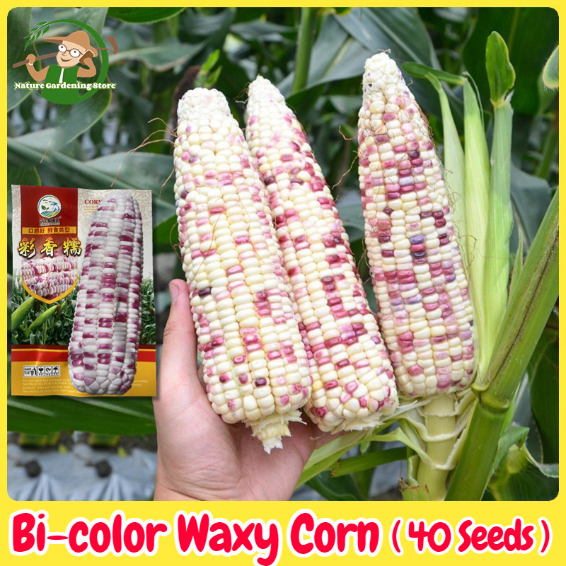 Sweet Glutinous Bi-color Corn Seeds for Planting 40pcs F1 Hybrid Sugar ...