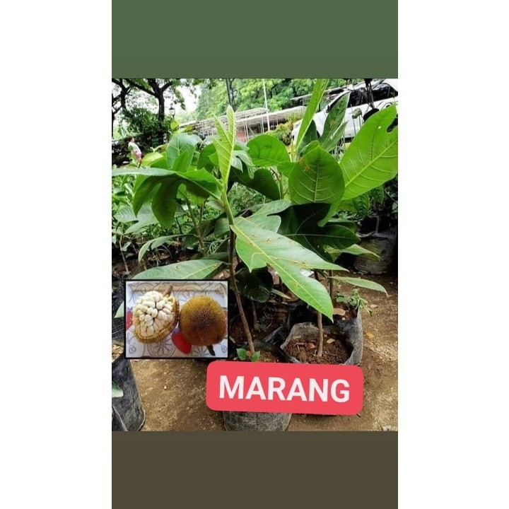 Marang/Guapple/Red Guava fruit/Lychee/Lanzones | Shopee Philippines