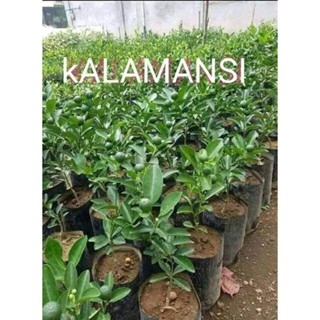 Calamansi Grafted Sintunis bearing Citrus Hybrid Var | Shopee Philippines