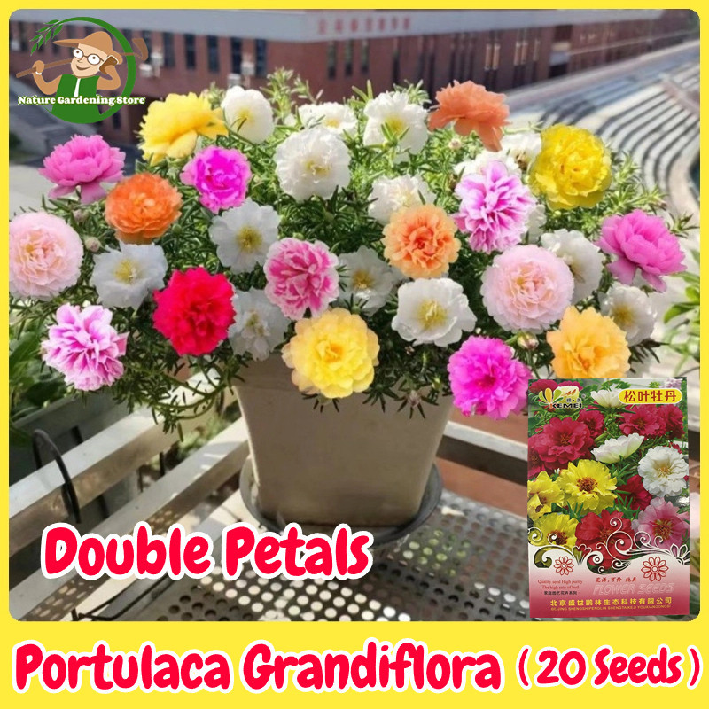 100% Original Double Petals Portulaca Seeds for Planting 20 Seeds ...