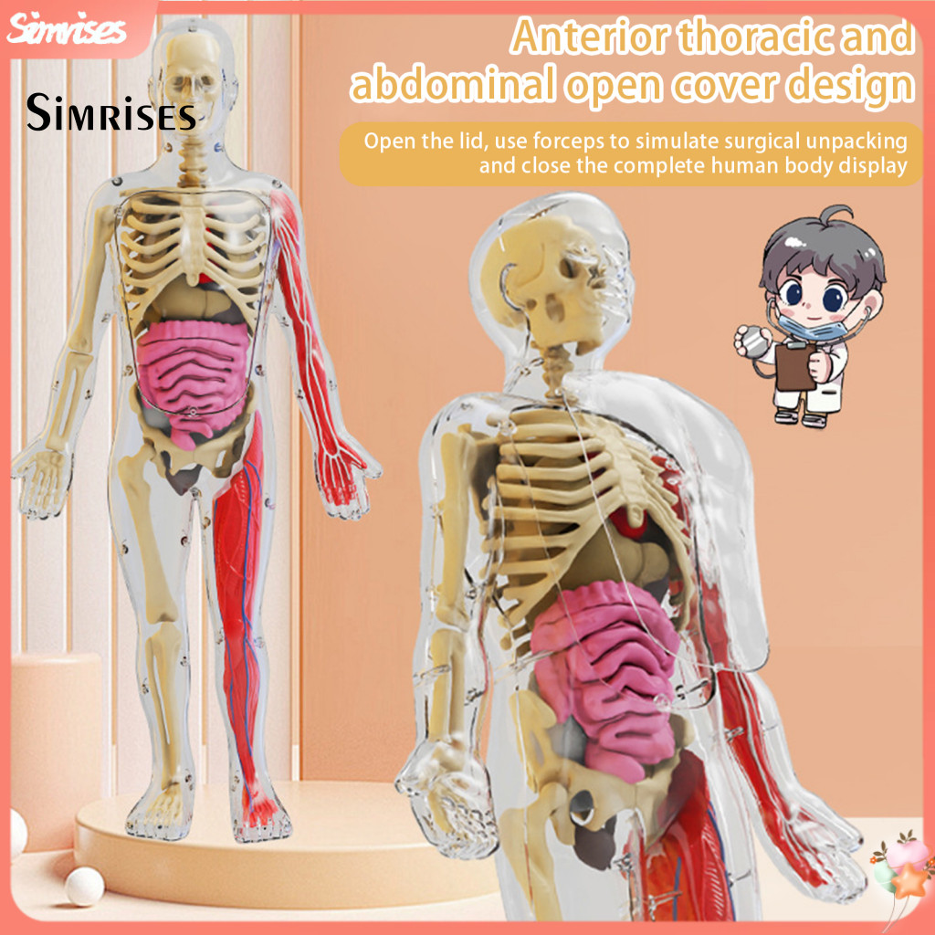 SIM| Diy Organ Model Kit 3d Organs Model Kit Glow-in-the-dark Human ...