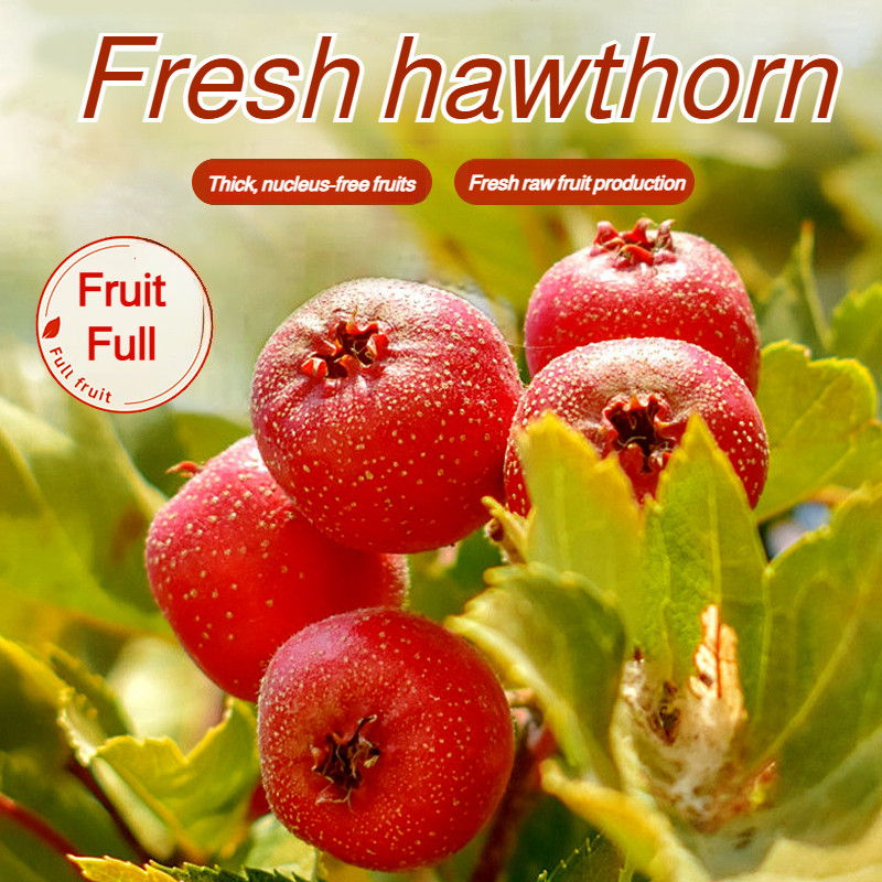 attractive color Hollow Hawthorn without Core Candied Light baking ...