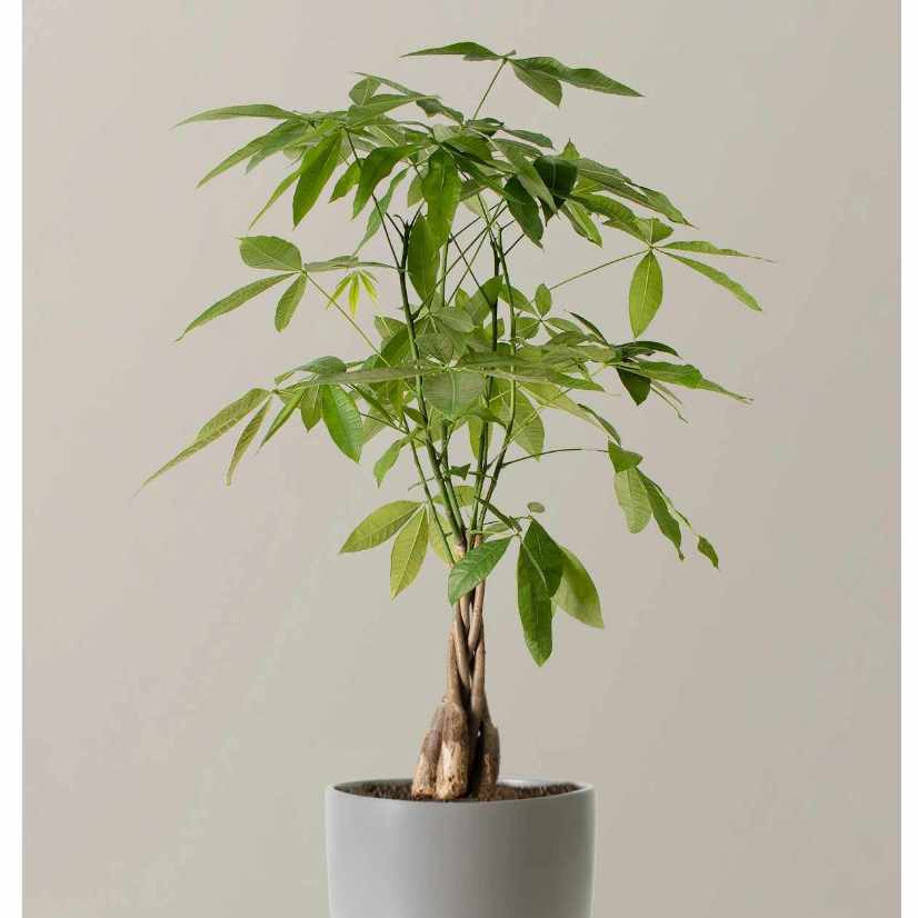 99 Pesos - Braided Money Tree 12 inches (7 stalks) - Free pot and white ...