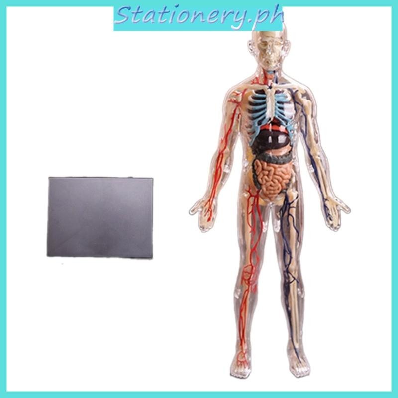 Stat Realistic Human Organs Model Student Medical Teaching Toy 1 6 ...